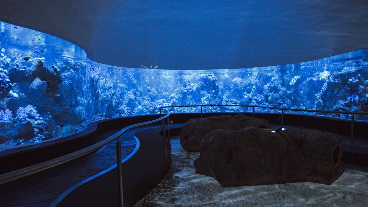 Neue Attraktion: Loro Parque auf Teneriffa eröffnet "Coral Kingdom"