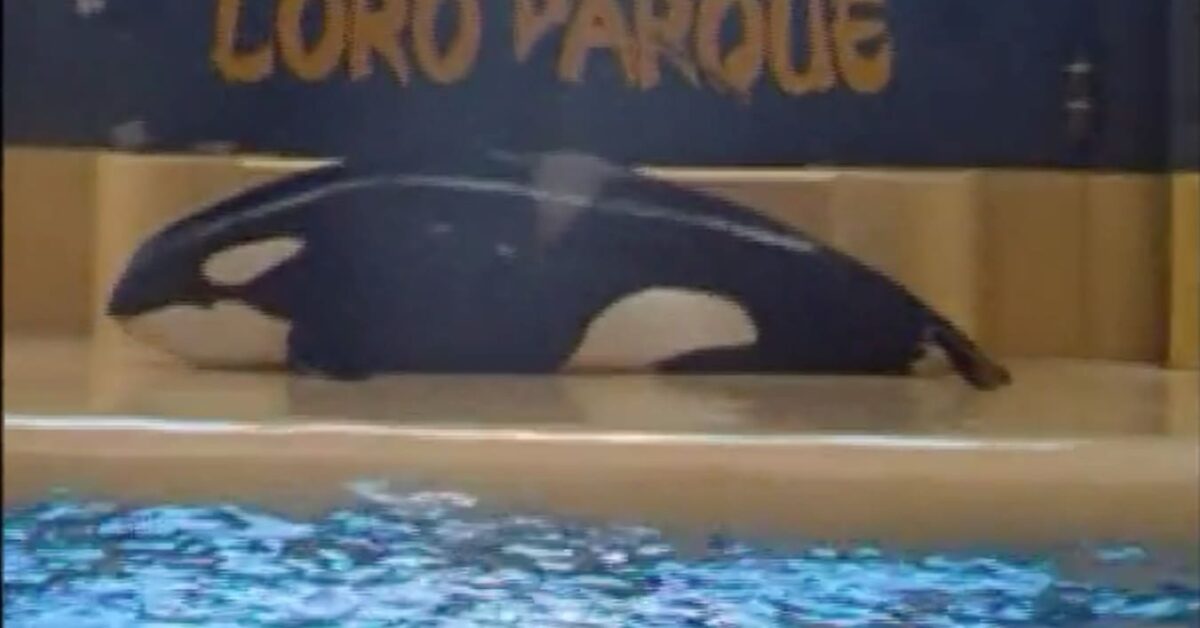 Loro Parque: Orca Morgan sorgt erneut für Aufregung