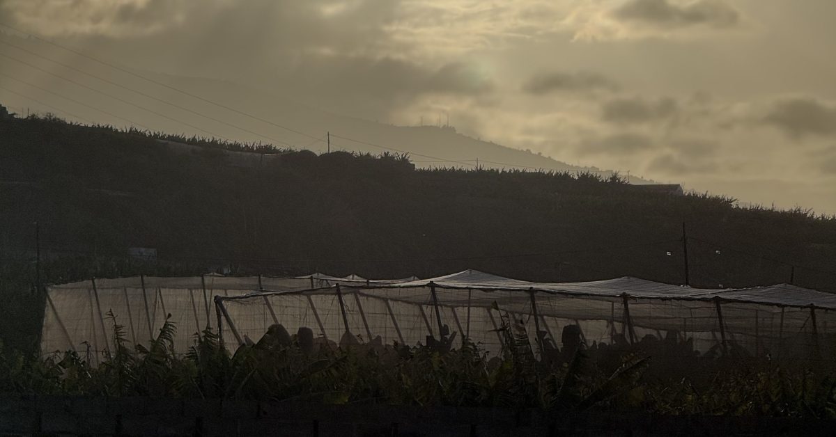 Dürre auf den Kanaren: Jeder zweite Obstbaum stirbt ab