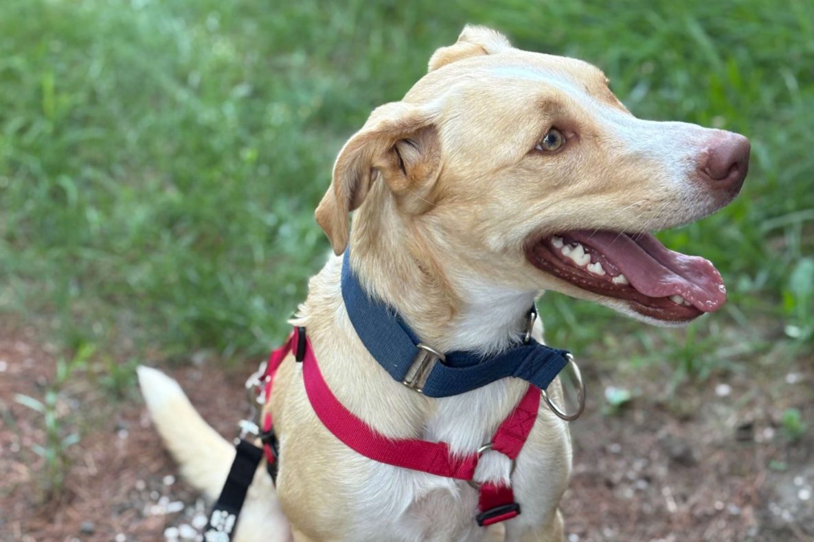 Teneriffa-Tier Mia muss umziehen - haben Sie Platz?