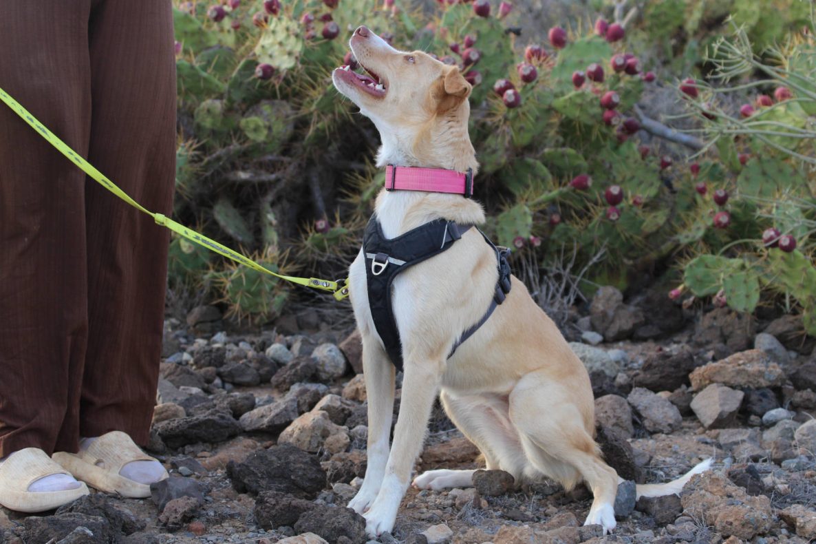 Teneriffa-Tier Mia muss umziehen - haben Sie Platz?